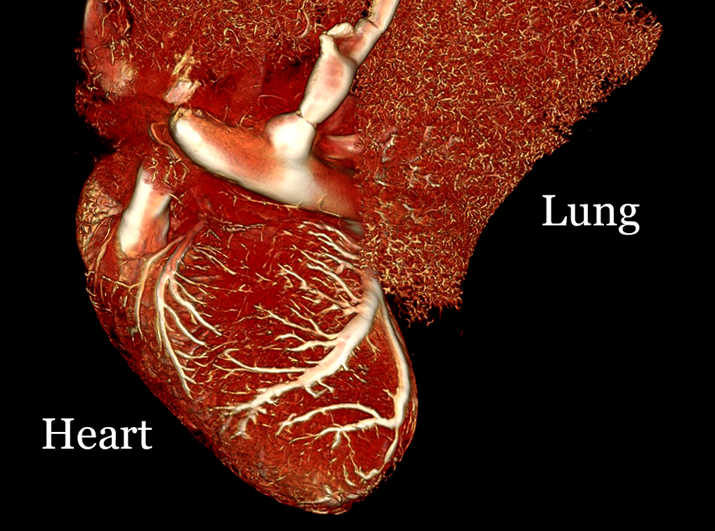 Rat Heart Anatomy