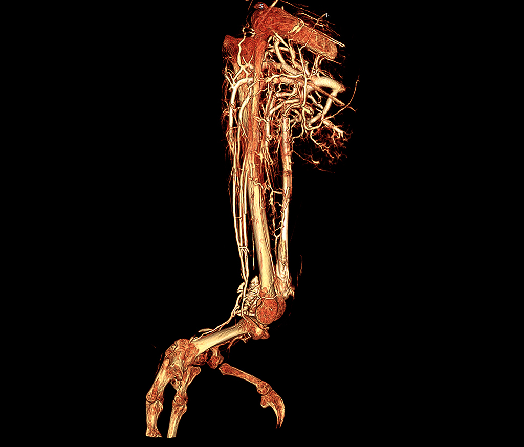 High Contrast Bird Images Using BriteVu Research Contrast Agent