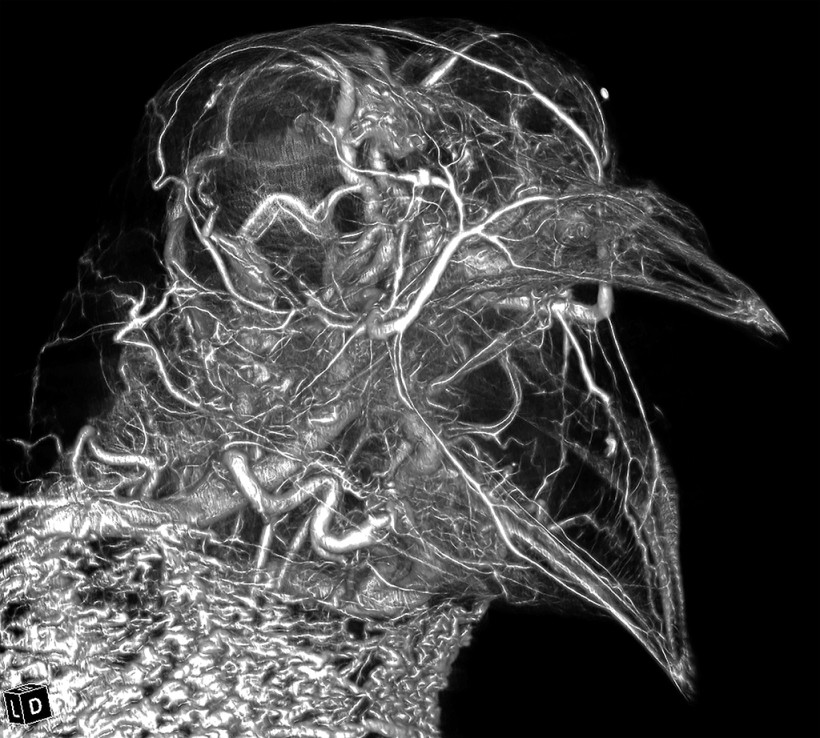 Cardiovascular system in a pigeon : r/ScienceImages