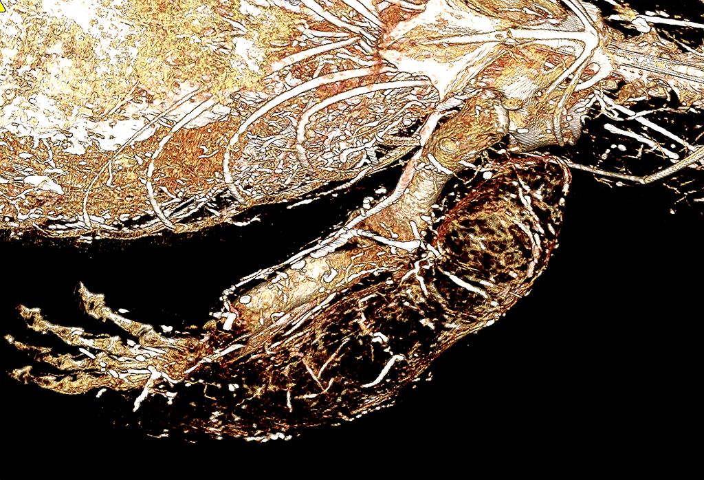 High Contrast Reptile Images Using BriteVu Research Contrast Media